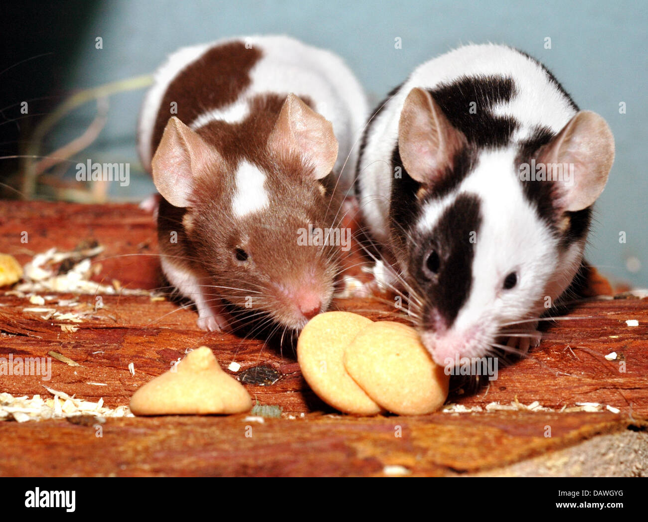 (dpa file) Mice pictured in a pet shop of Buchholz, Germany, 25 March ...