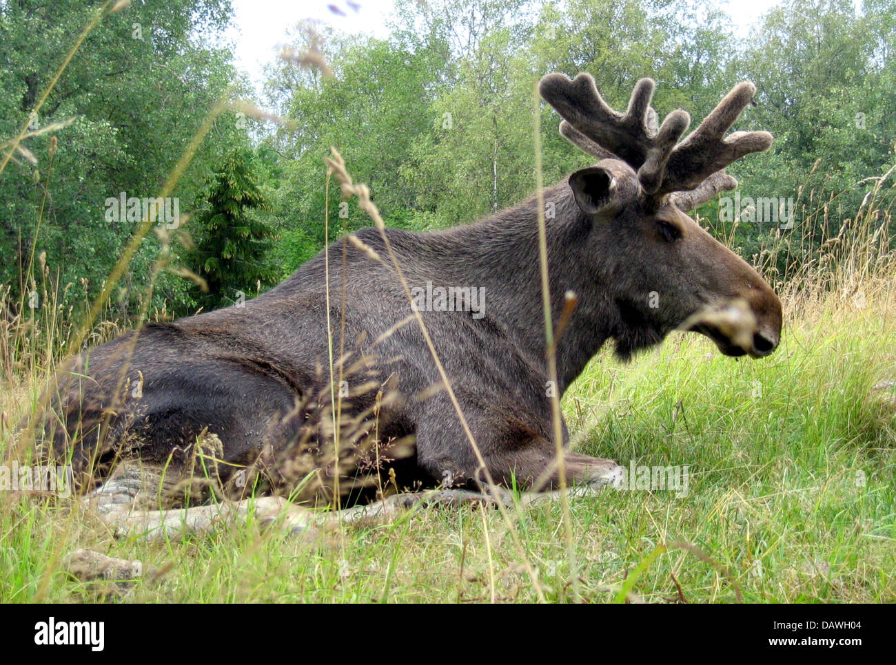 Human interest hum animals nature elk facial expression grass trees ...