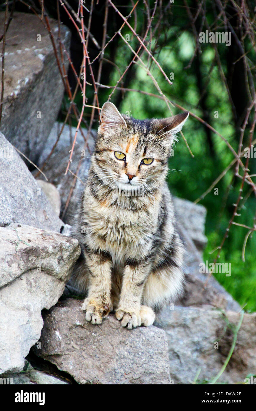 Semi wild cat hi-res stock photography and images - Alamy