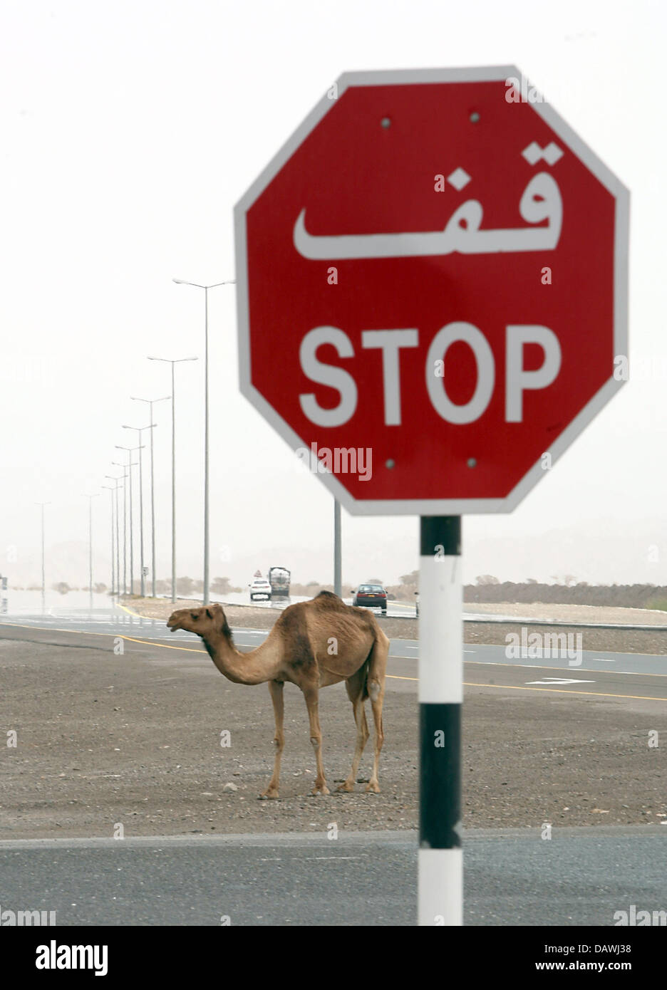 A camel pictured behind a stop sign at a freeway in Dubai, United Arab ...