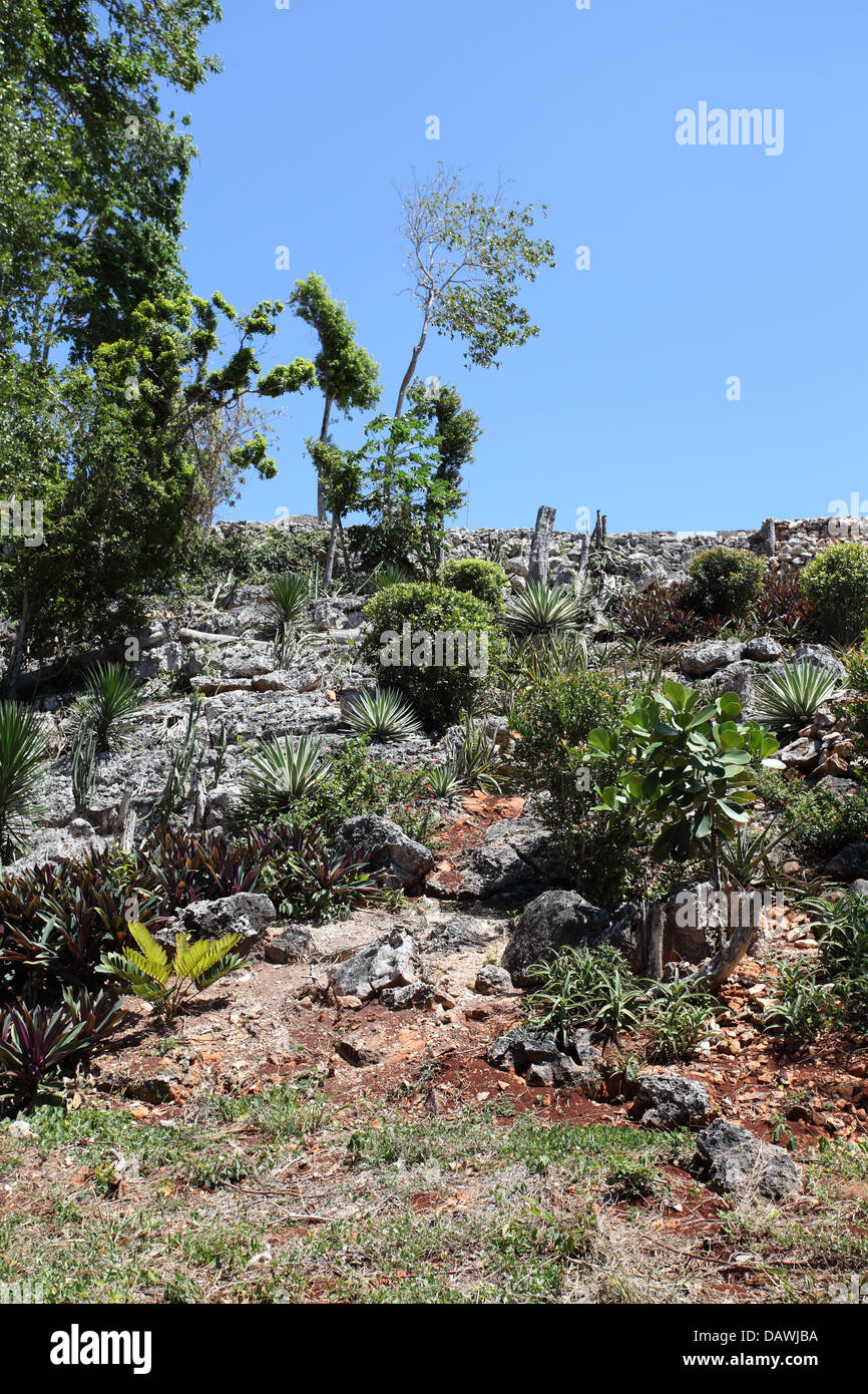 Various types of Cuban vegetation grown in the Paradisus d'Oro Hotel ...