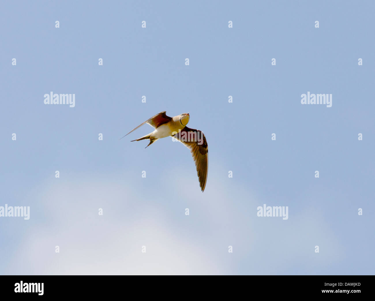 Collared Pratincole Glareola pratincola in flight Extremadura Spain ...