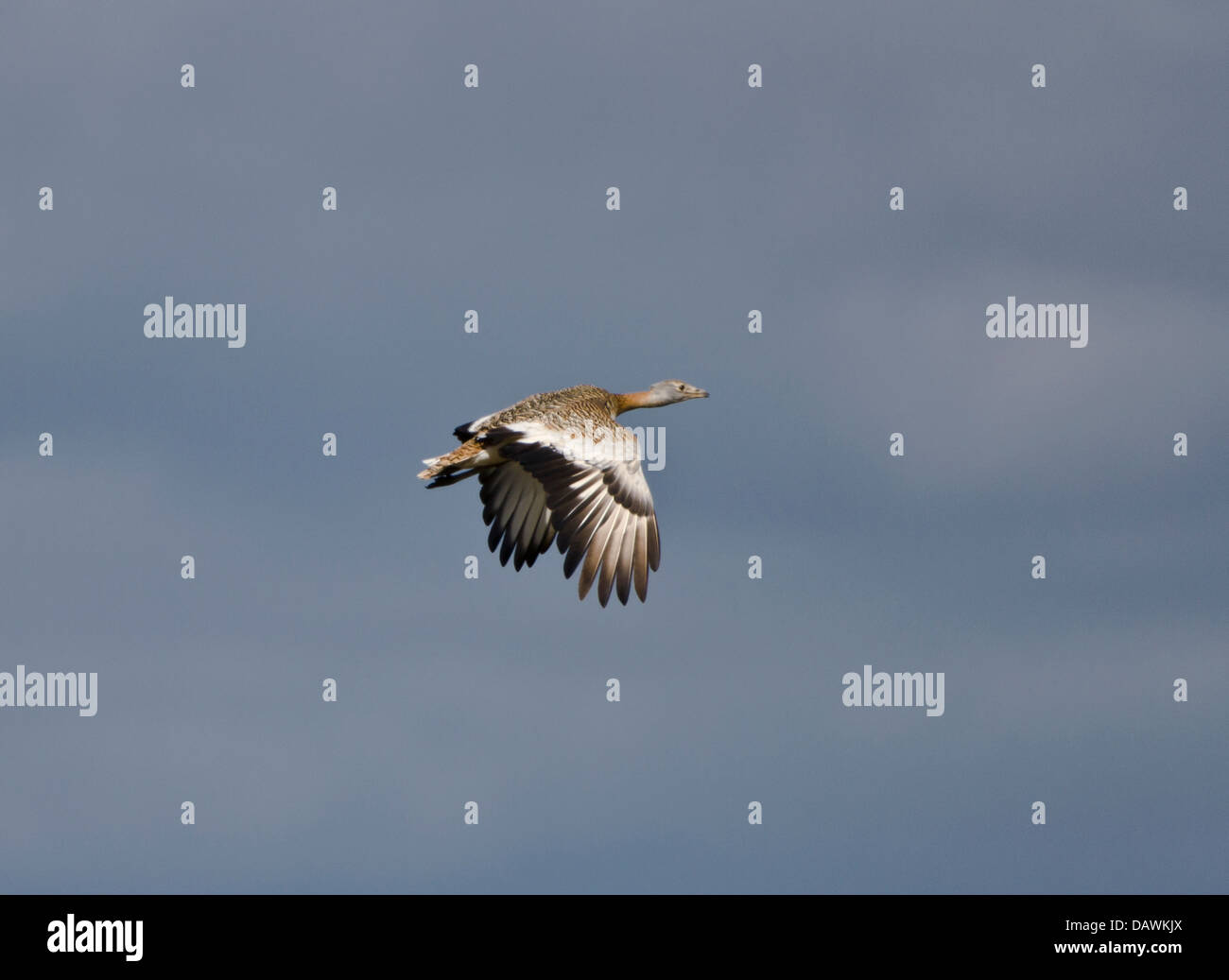 Great Bustard Otis tarda in flight over plain of Belin Spain April ...