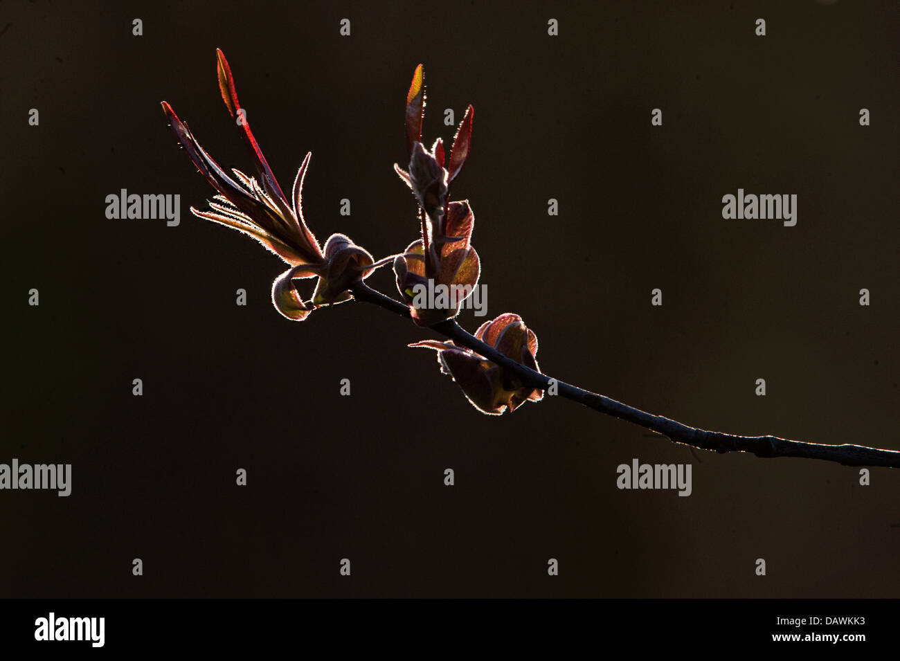 Unfurling leaf bud in spring Stock Photo - Alamy