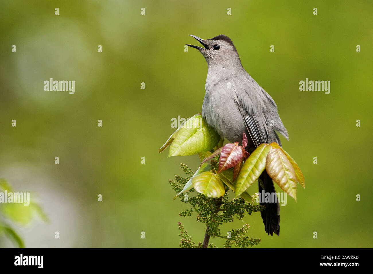 Gray catbird singing on a spring morning Stock Photo - Alamy