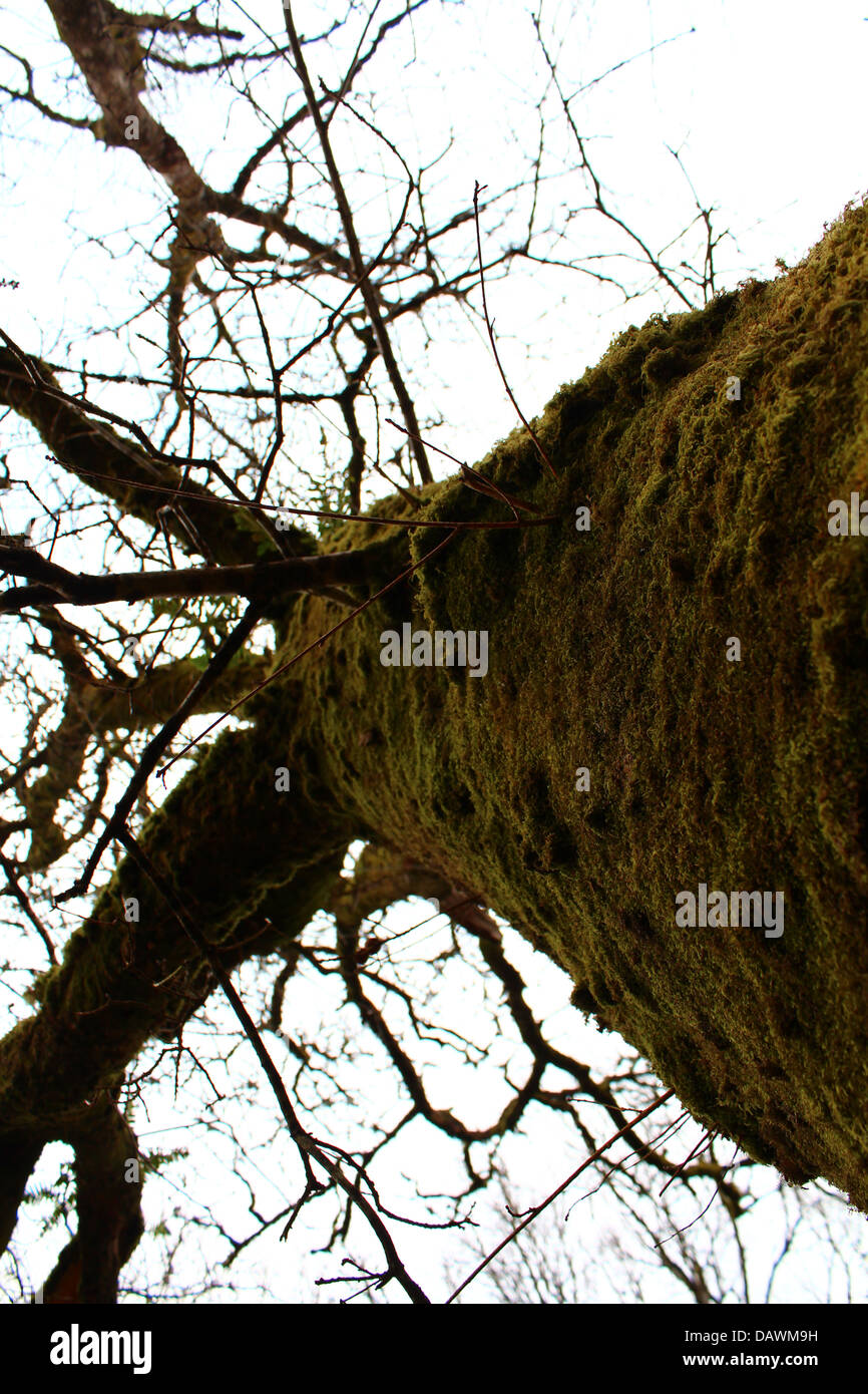 Hidden life of trees hi-res stock photography and images - Alamy