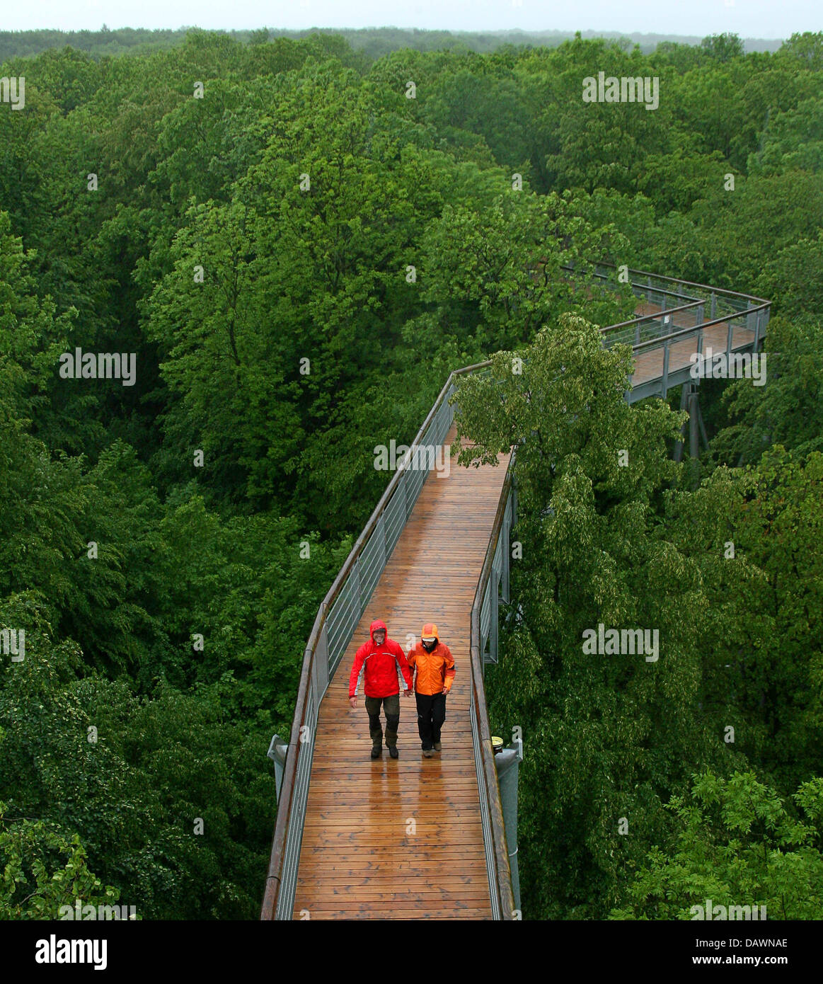 Visitors walk on Germany's largest treetop trail in the national park ...