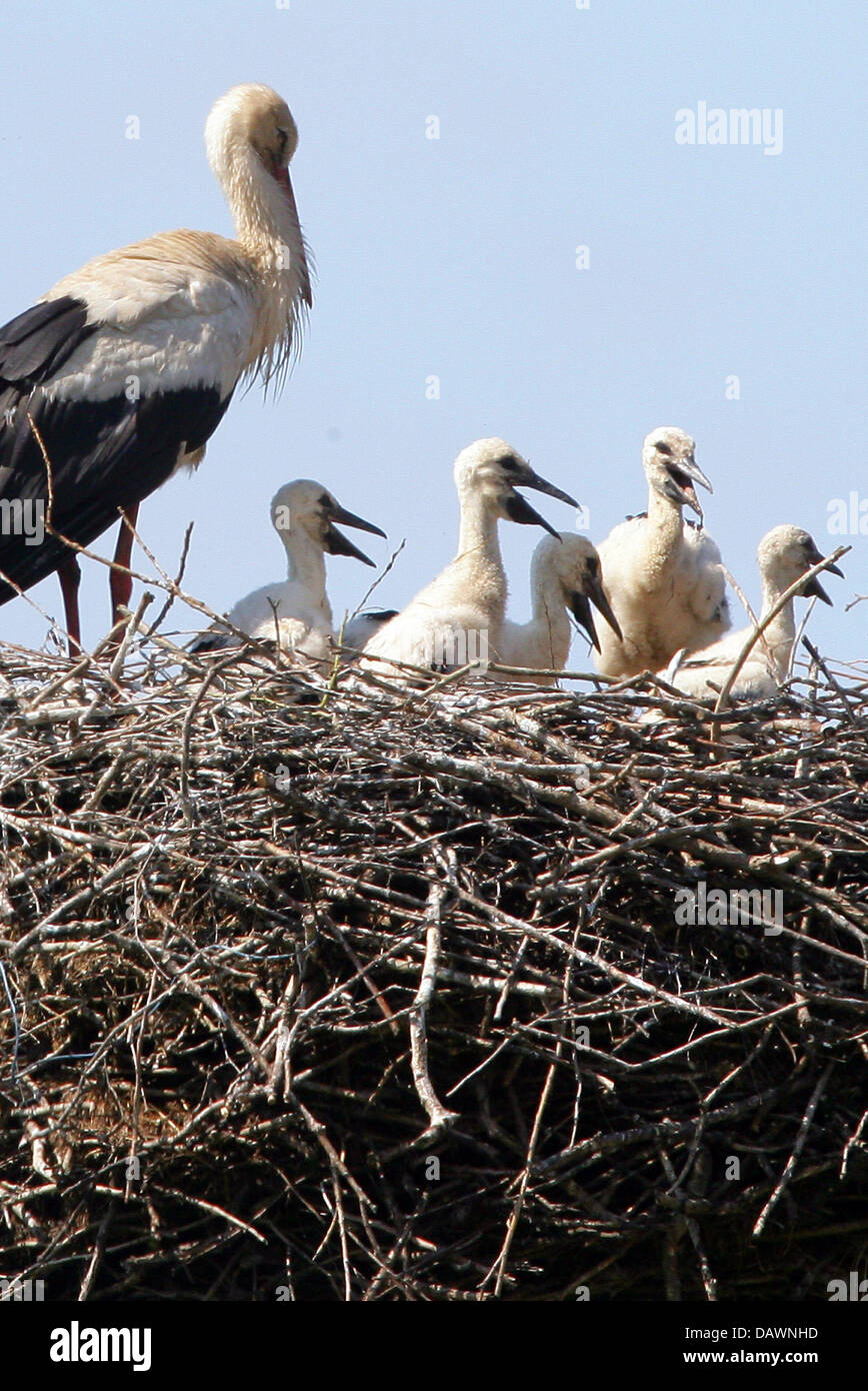 A stork and its five fledglings are pictured in its eyrie near ...
