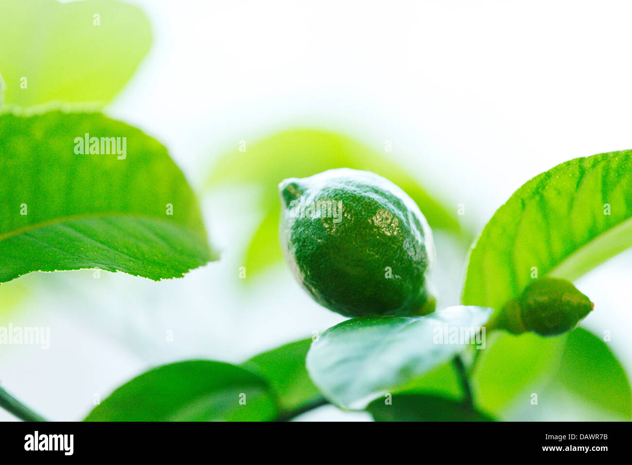 The lemon branch hi-res stock photography and images - Alamy