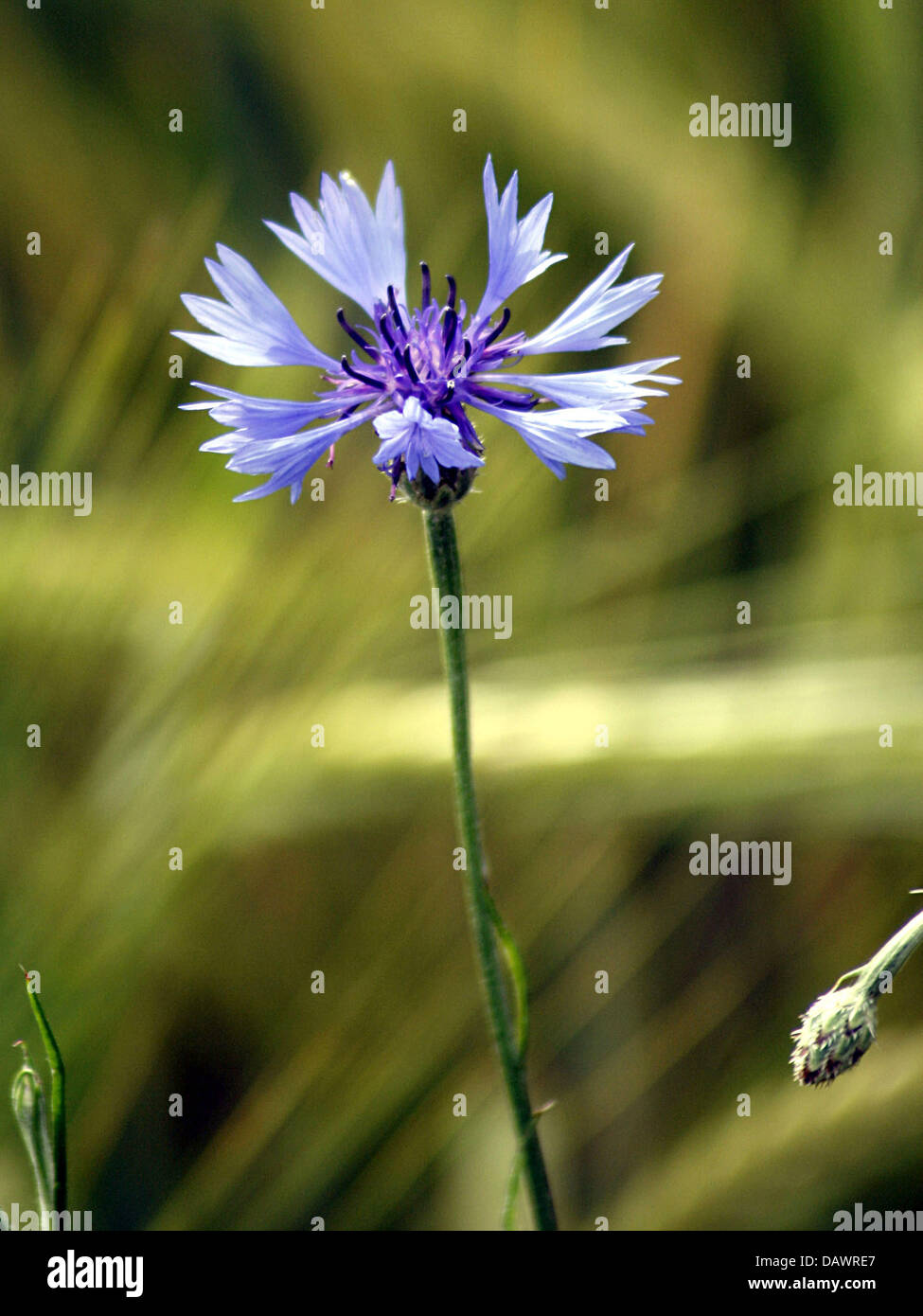A Cornflower blooms in a field of barley in Bamberg, Germany, 27 May ...
