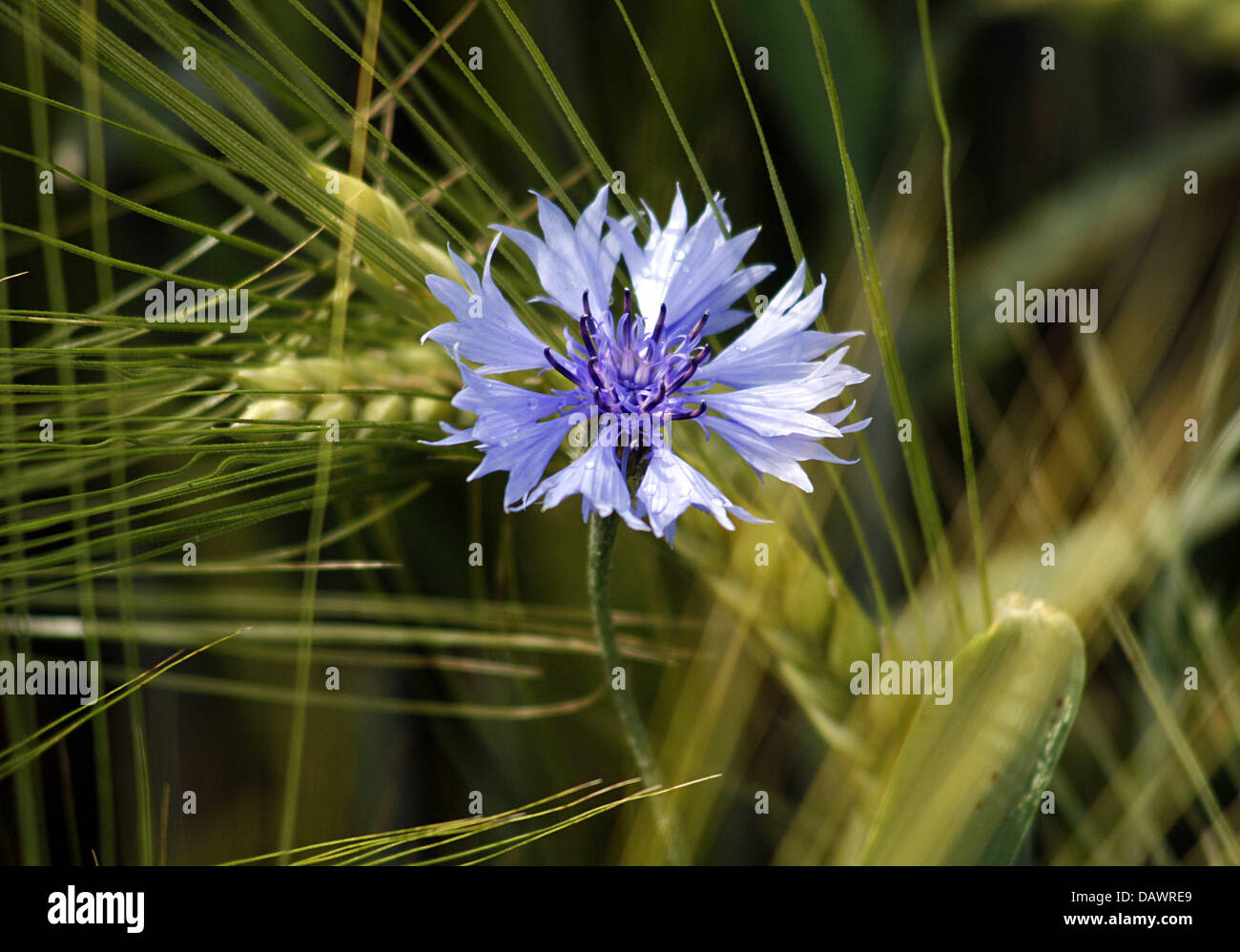 A Cornflower blooms in a field of barley in Bamberg, Germany, 27 May ...