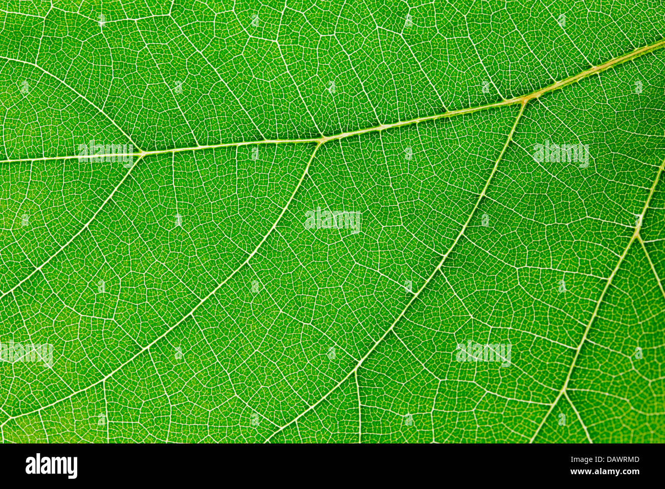 Fresh dreen leaf texture macro close-up Stock Photo - Alamy