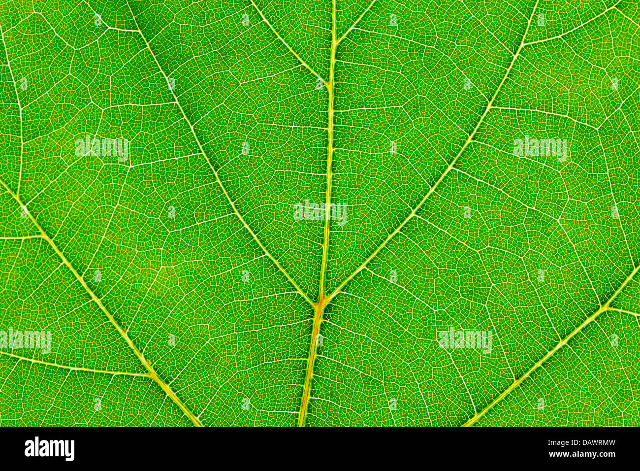 Fresh dreen leaf texture macro close-up Stock Photo - Alamy