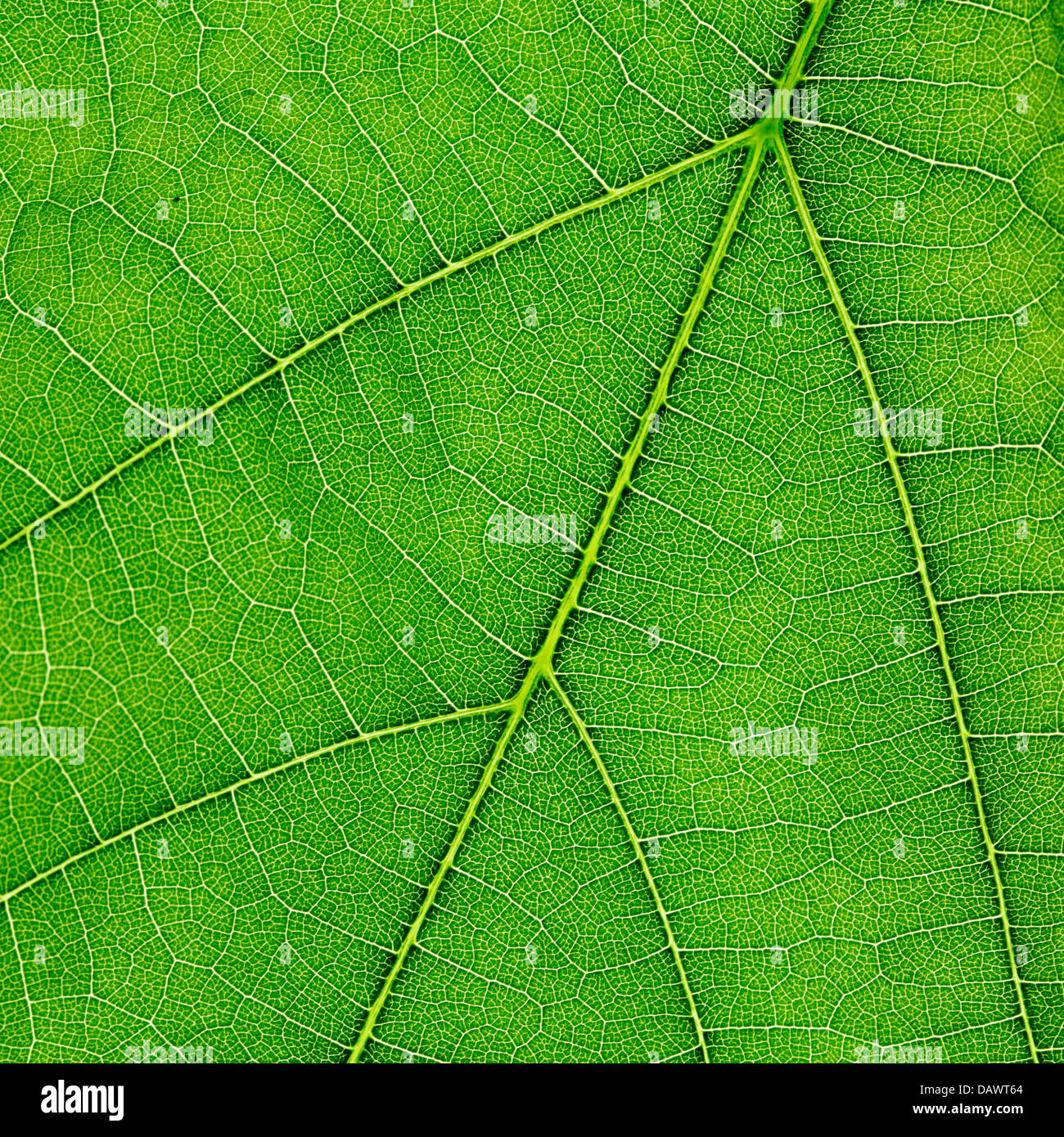 Fresh dreen leaf texture macro close-up Stock Photo - Alamy