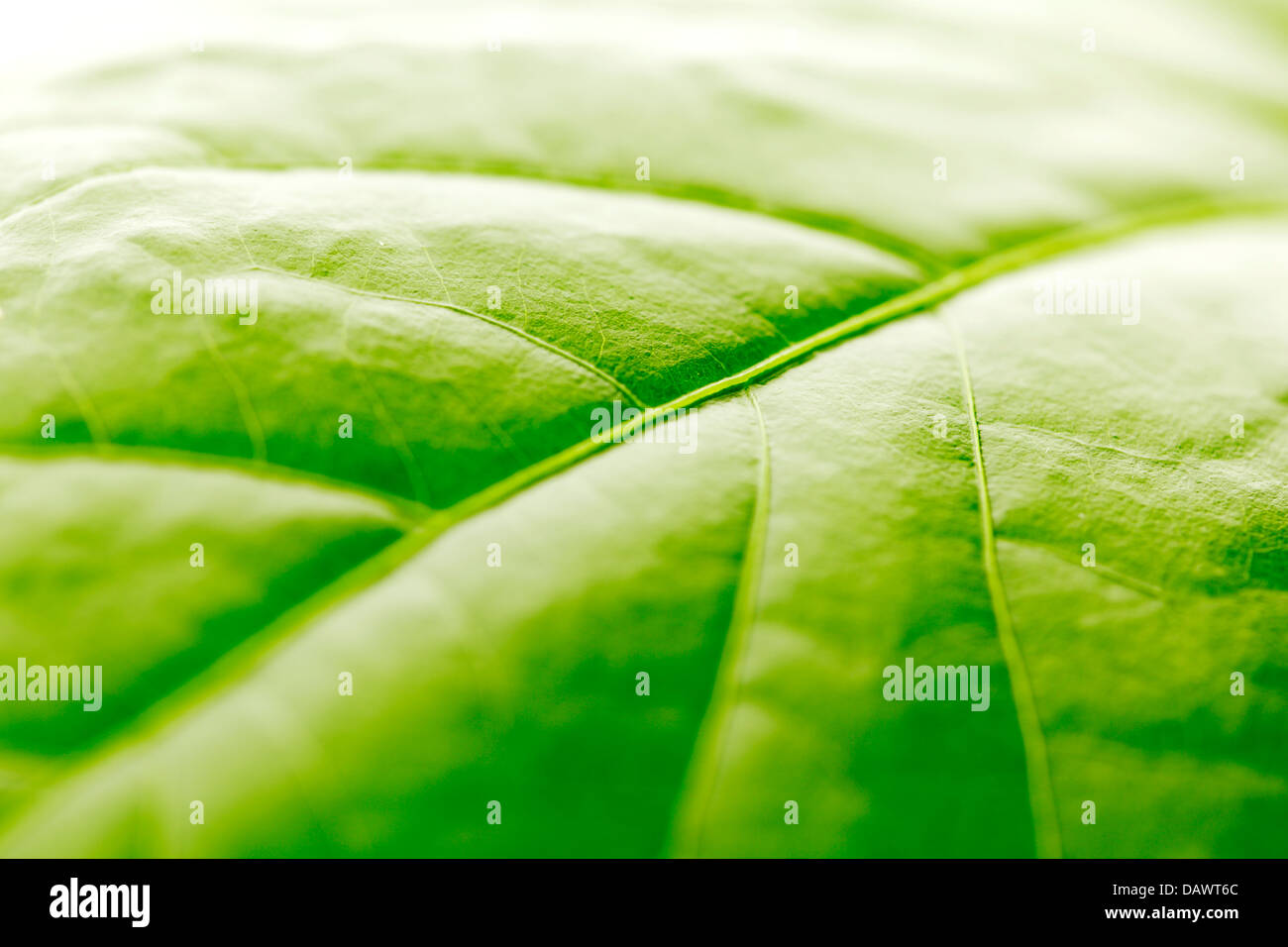 Fresh dreen leaf texture macro close-up Stock Photo - Alamy