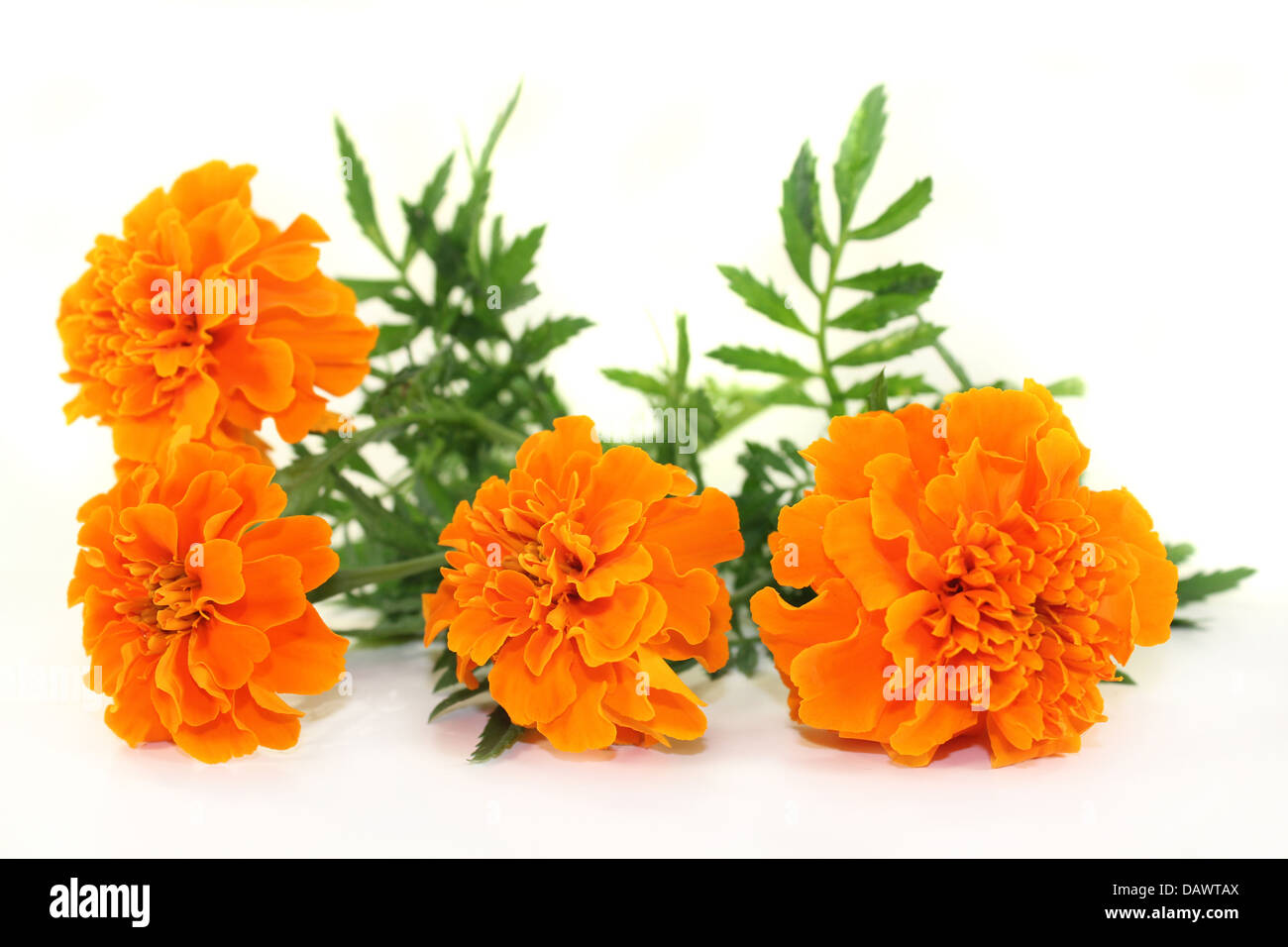 Tagetes flower and leaves against a white background Stock Photo - Alamy