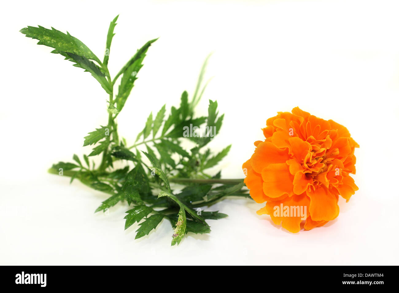 Tagetes flower and leaves against a white background Stock Photo - Alamy