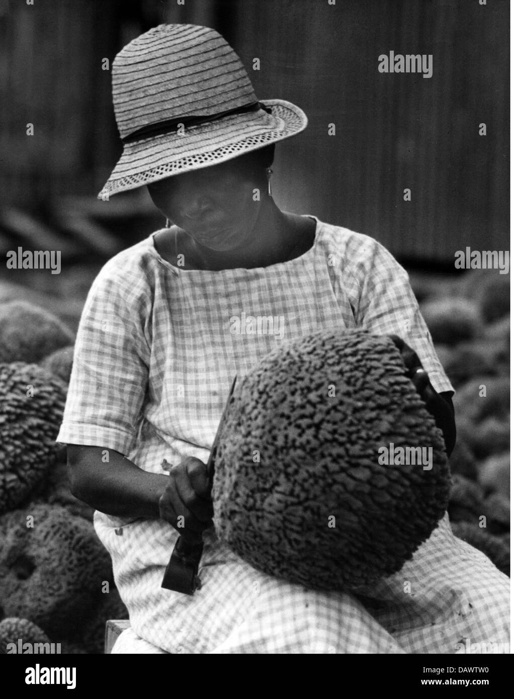 geography / travel, people, Bahamas, woman shearing a sponge, circa ...