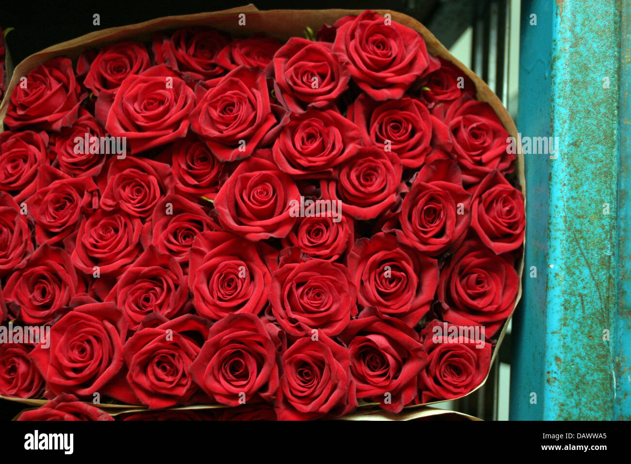 Red roses from the Netherlands pictured in Frankfurt Main, 2 May 2007 ...