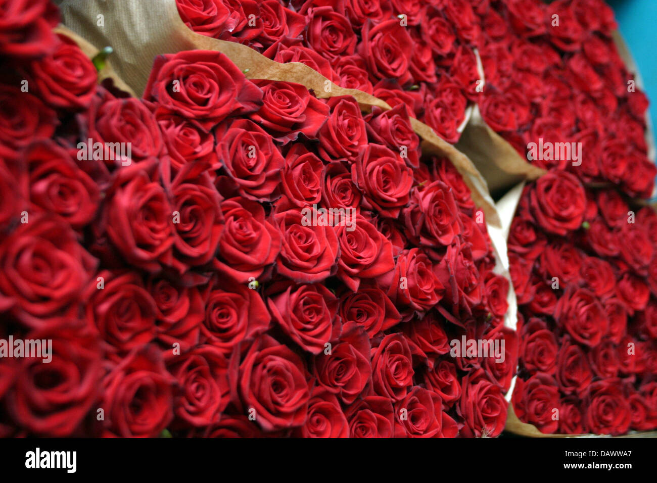 Red roses from the Netherlands pictured in Frankfurt Main, 2 May 2007 ...
