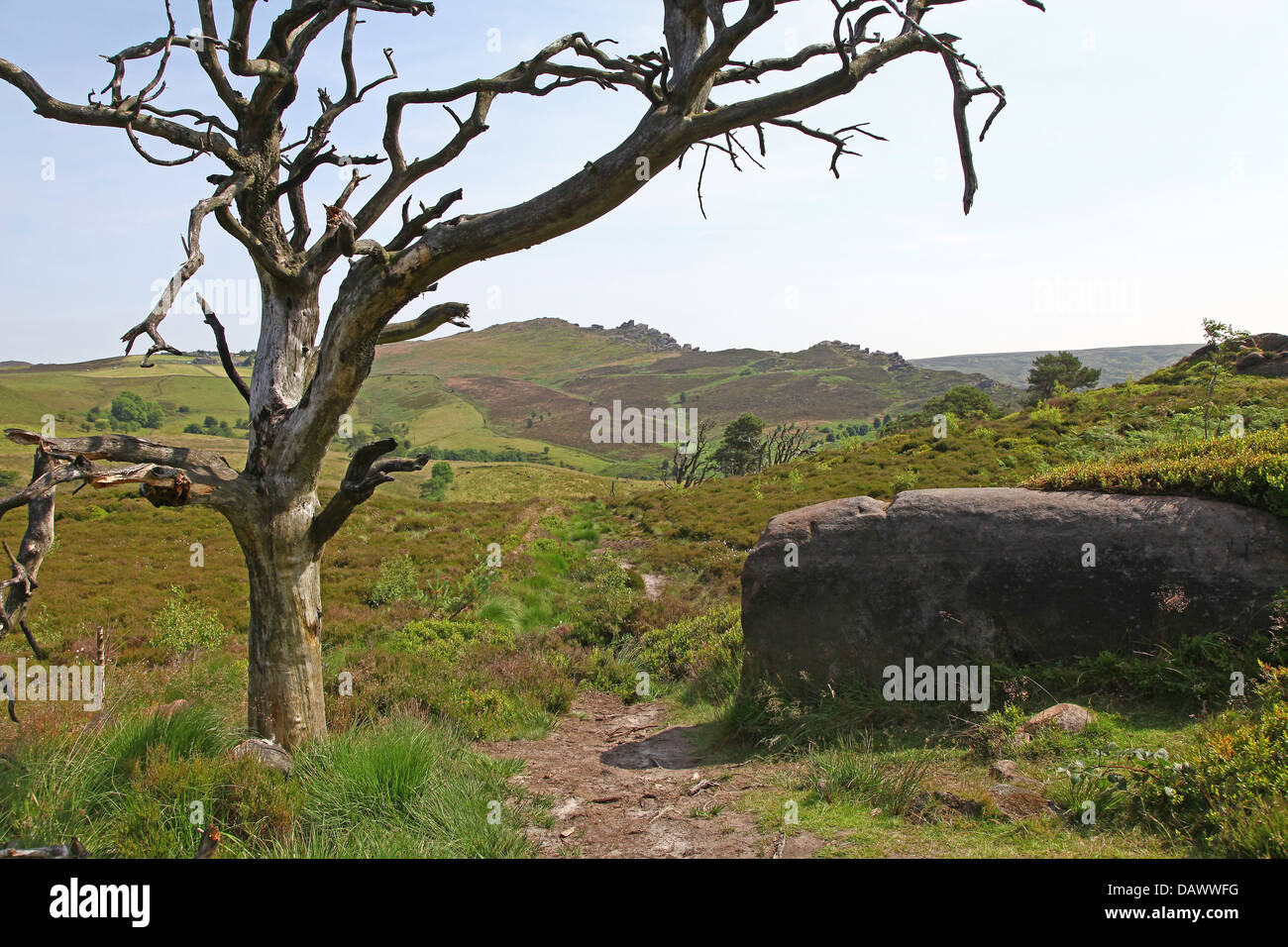 Roaches tree hi-res stock photography and images - Alamy