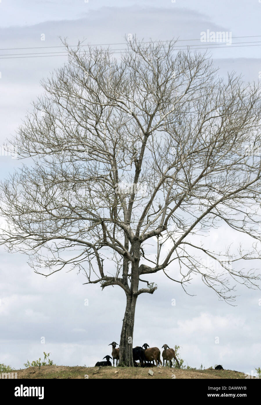 A herd of goats pictured under a tree near Madalena, Brazil, 12 April ...