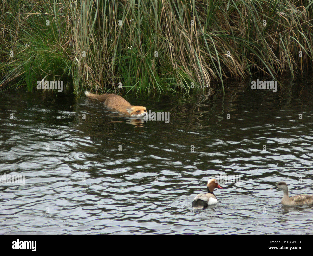 A hungry fox enters glides into the water with his eyes set on two ...