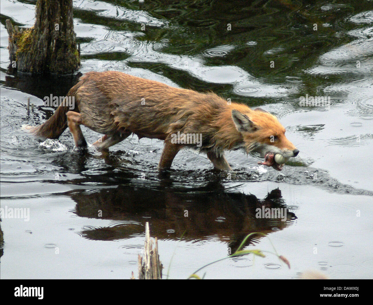 A wet, but successful fox leaves a forest pond with a duck between his ...