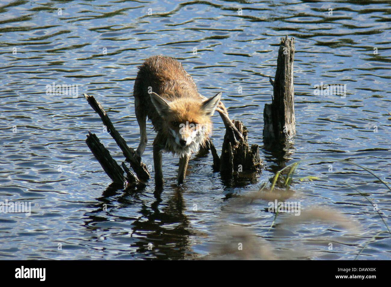 A wet fox is pictured as he gete out of a forest pond where it was ...