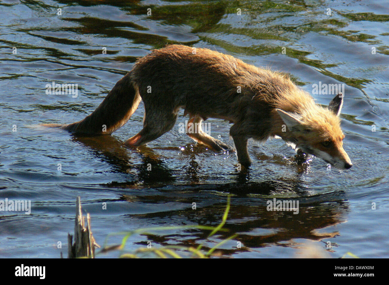 A wet fox is pictured as he gete out of a forest pond where it was ...