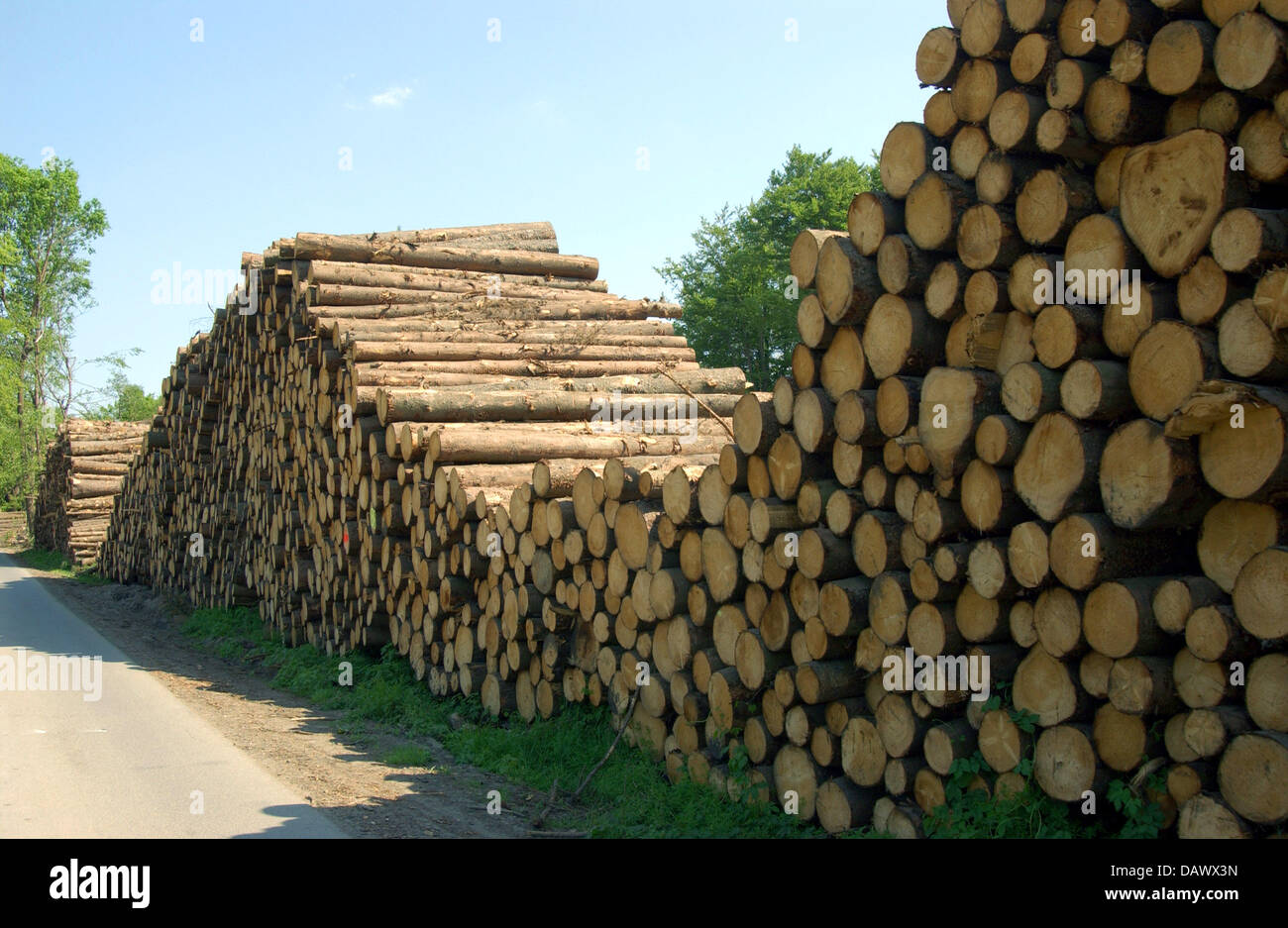 Stacked fir trunks pictured in a forest near Duesseldorf, Germany, 05 ...