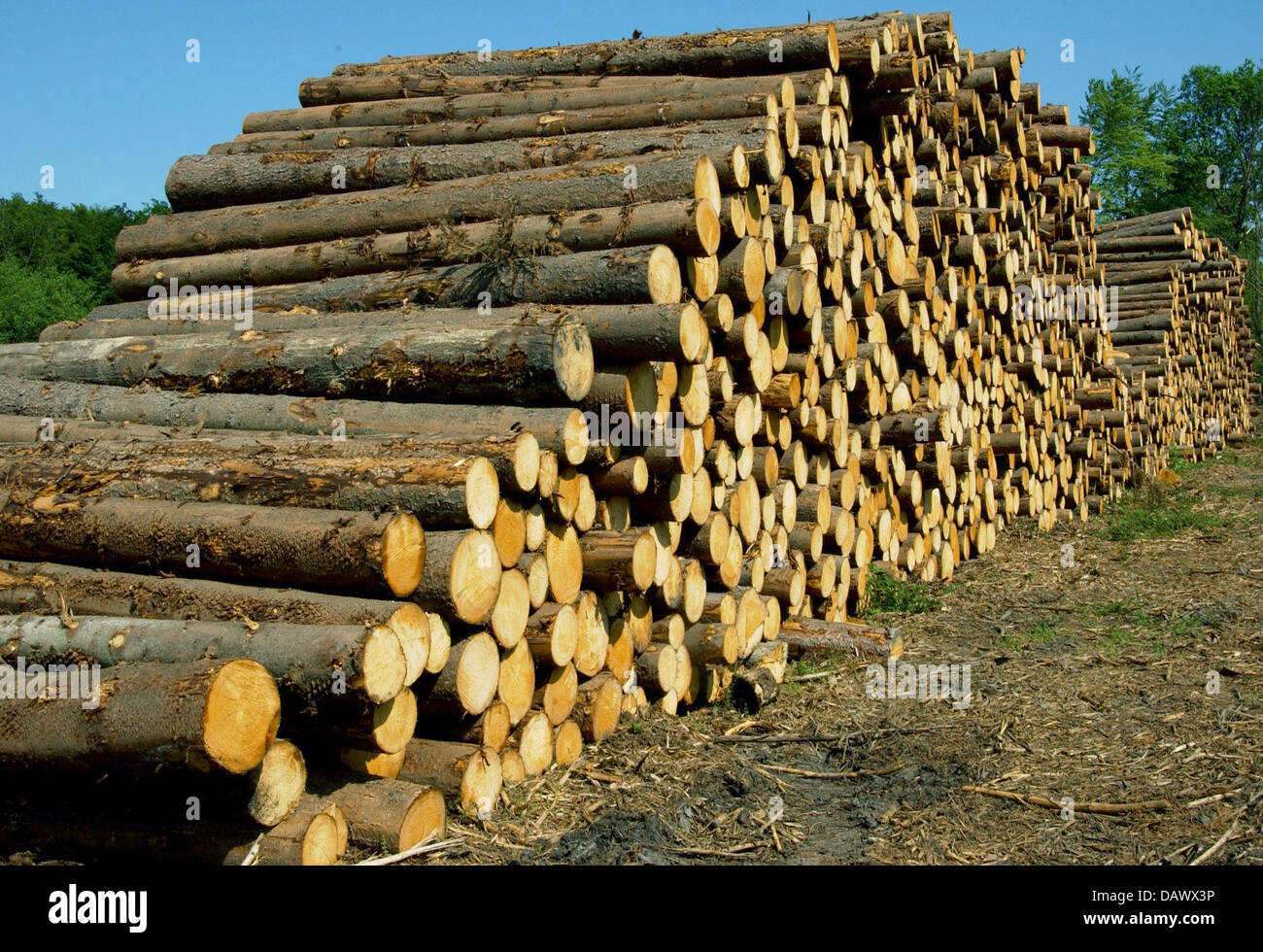 Stacked fir trunks pictured in a forest near Duesseldorf, Germany, 05 ...