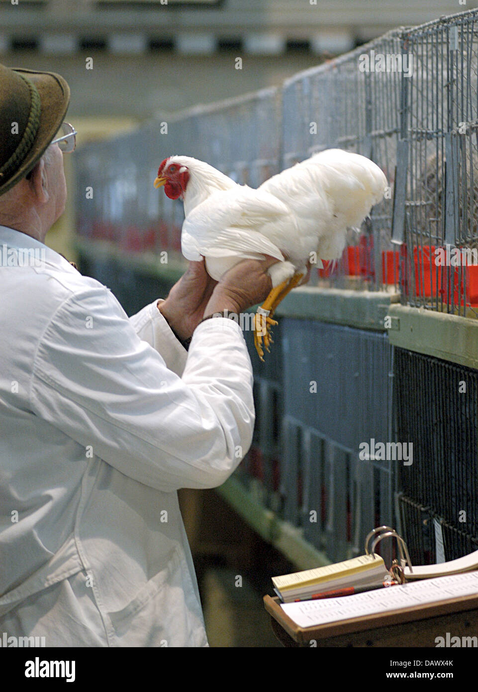 A judge checks a chicken at a poultry show in Schoeningen, Germany, 28 ...