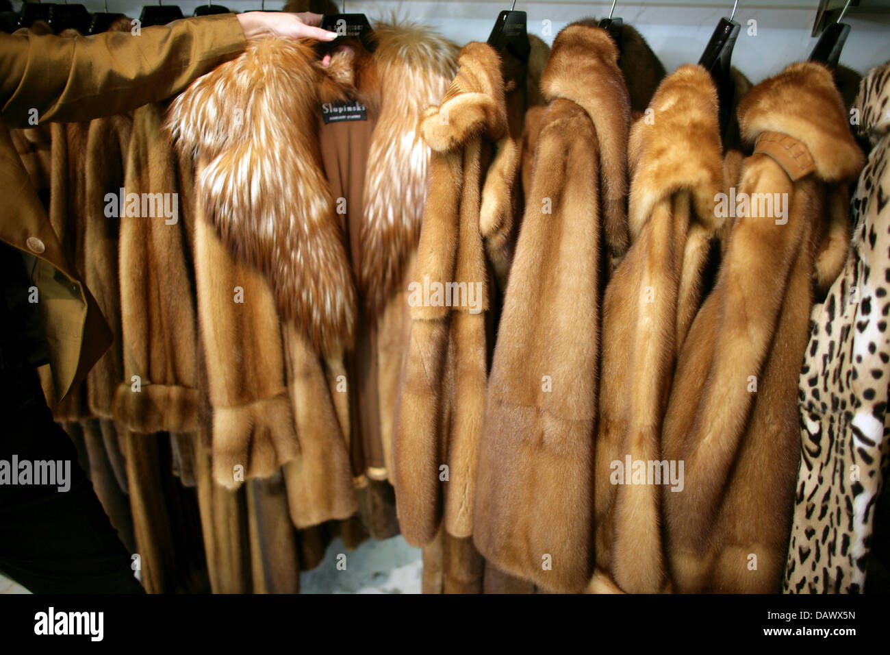 A female employee presents sable skin coats at 'Slupinski Pelzmoden', a ...