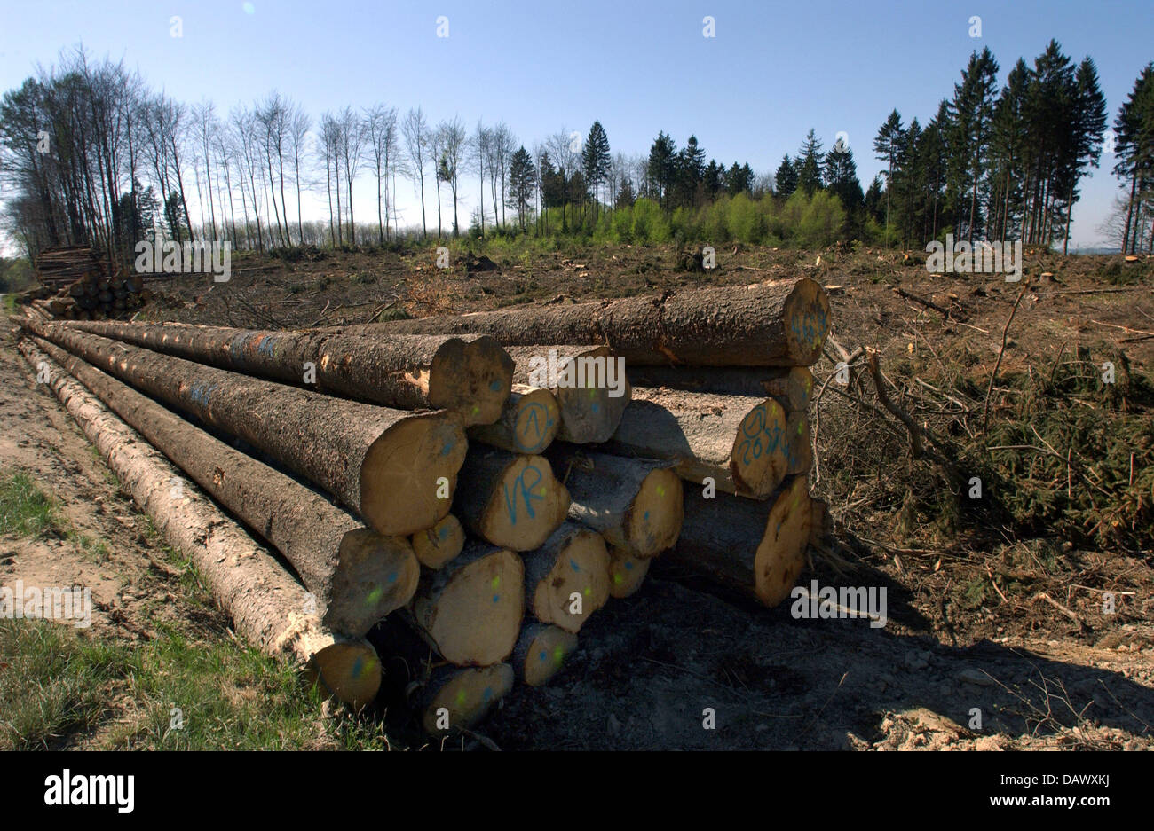 Stacked fir trunks pictured in a forest near Rupichteroth, Germany, 15 ...