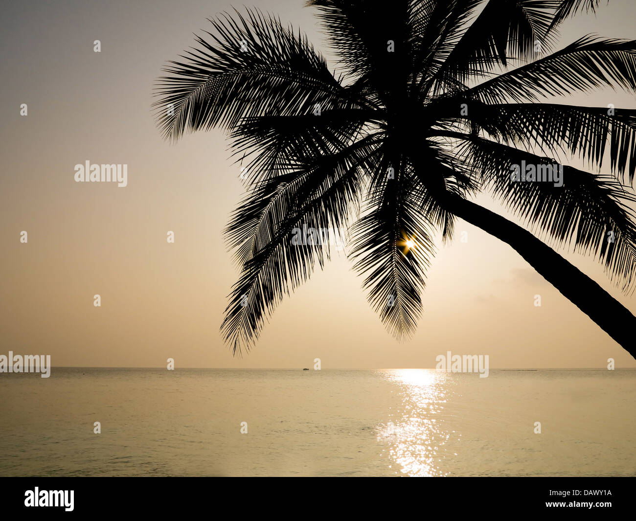 Palm tree silhouette at sunset Stock Photo - Alamy