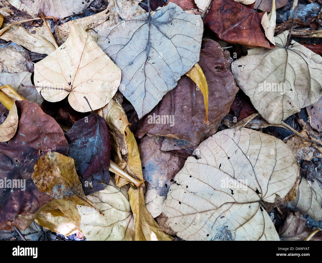 Decaying leaves, closeup shot Stock Photo - Alamy