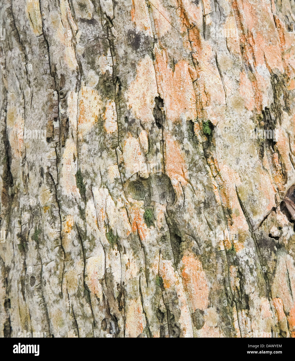 A texture of brown tree bark Stock Photo - Alamy