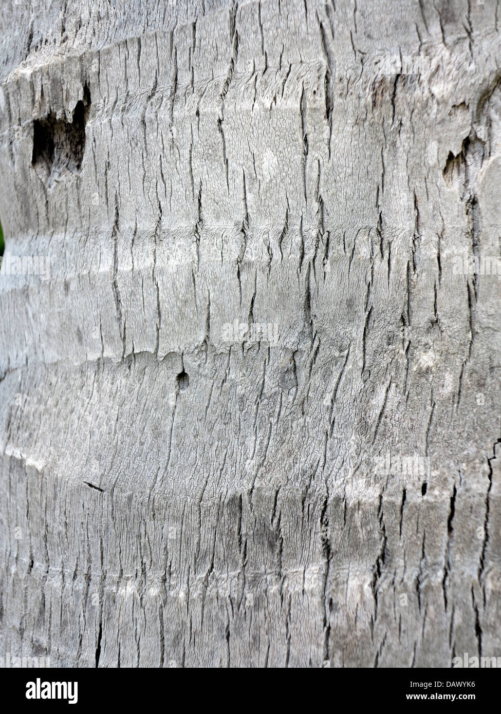 Coconut tree bark, textured Stock Photo - Alamy