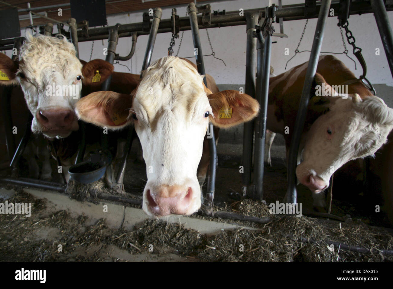 Milk cows are stand in their lairage on a farm in Gachenau, Germany, 25 ...