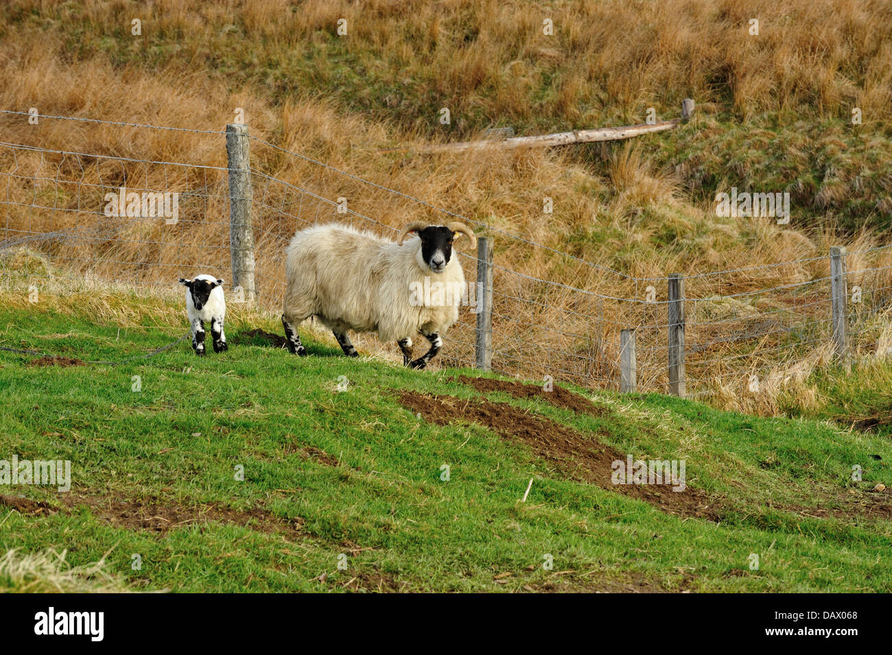 Sheep living in the upper Don Valley of Aberdeenshire, Scotland Stock ...