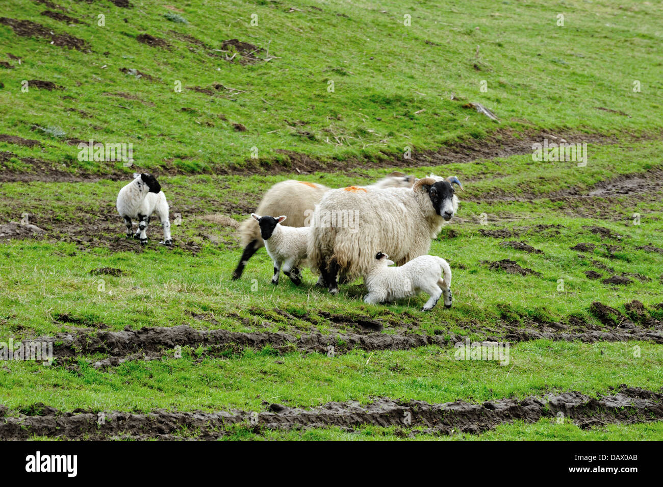 Aberdeen aberdeenshire scotland river grass hi-res stock photography ...