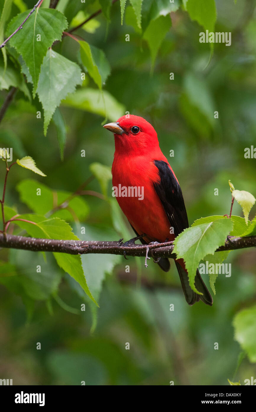 Male scarlet tanager in spring Stock Photo - Alamy