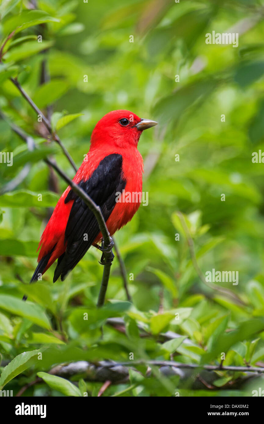 Male scarlet tanager in spring Stock Photo - Alamy