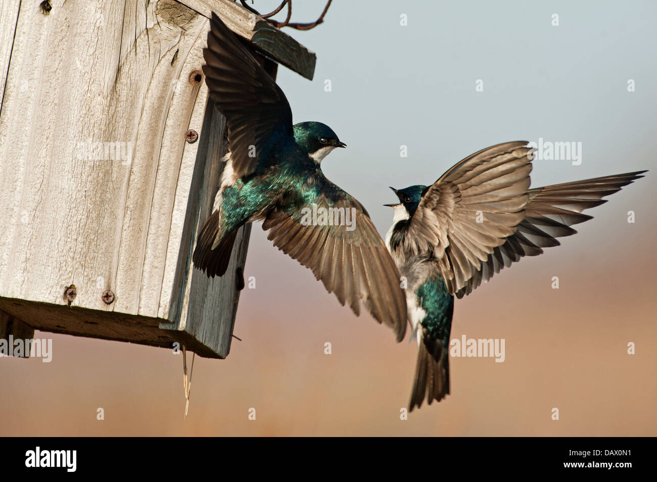 Swallow nest box hi-res stock photography and images - Alamy