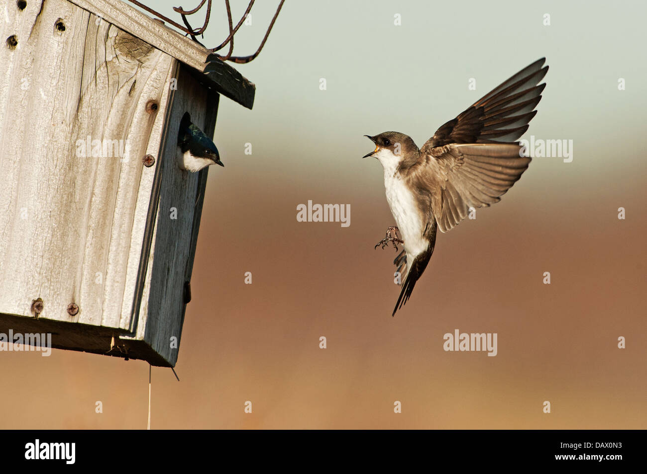 Tree swallows compete for nest box Stock Photo - Alamy