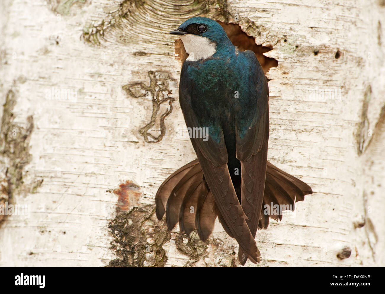 Tree swallow at nest Stock Photo - Alamy
