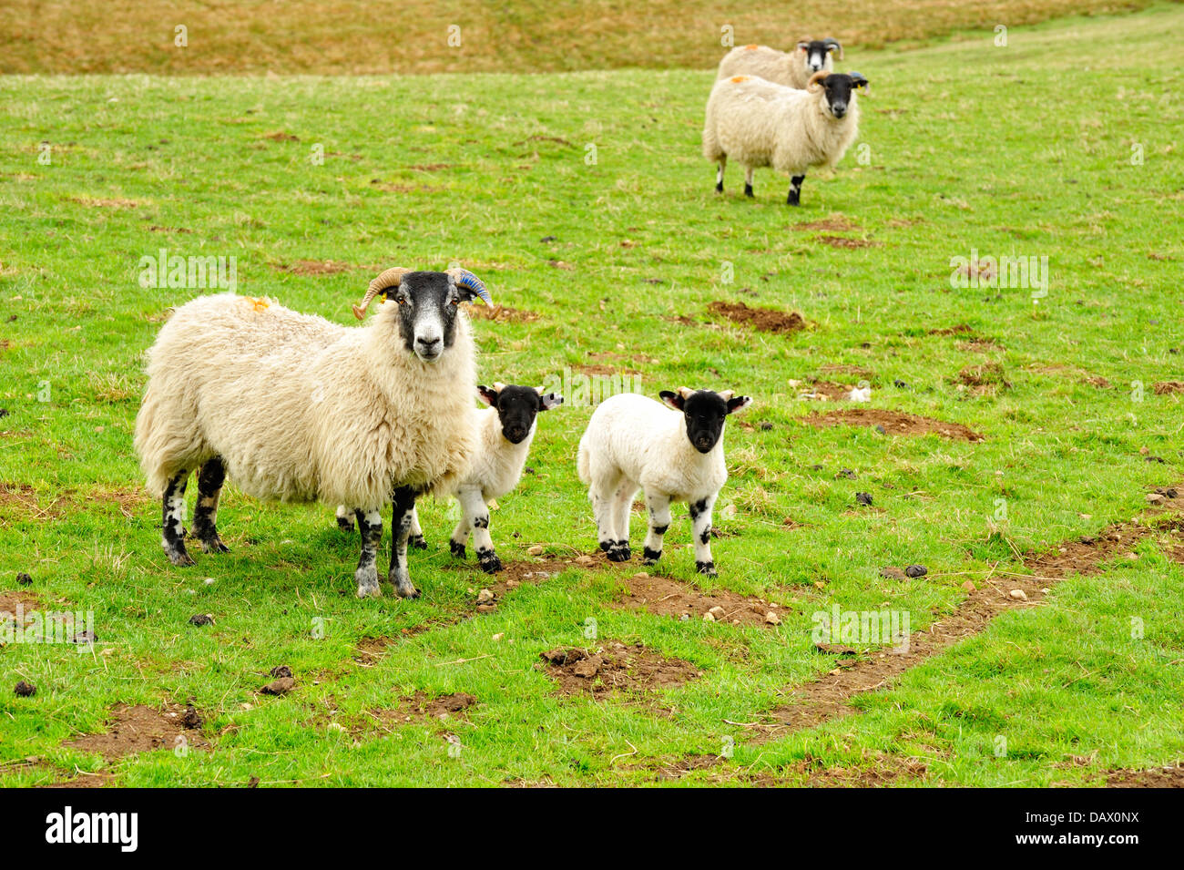 Sheep living in the upper Don Valley of Aberdeenshire, Scotland Stock ...