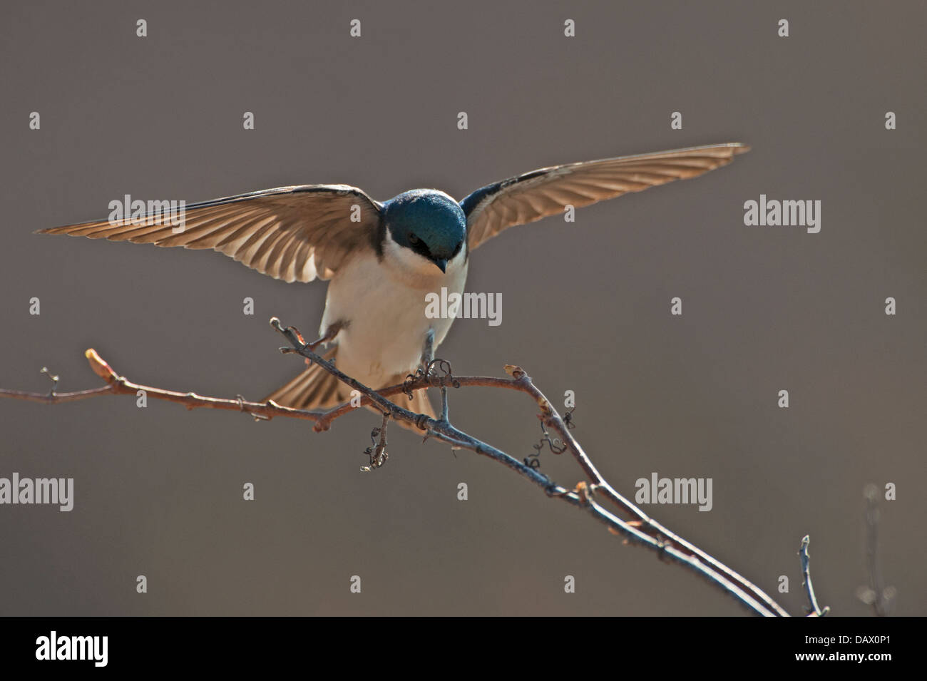 Tree swallow balancing at landing Stock Photo - Alamy