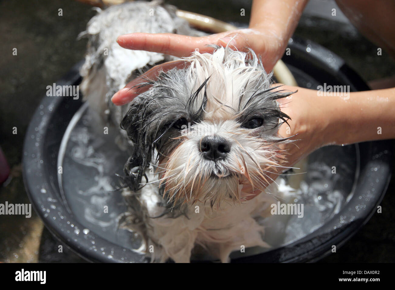 Cute cleaning hi-res stock photography and images - Alamy